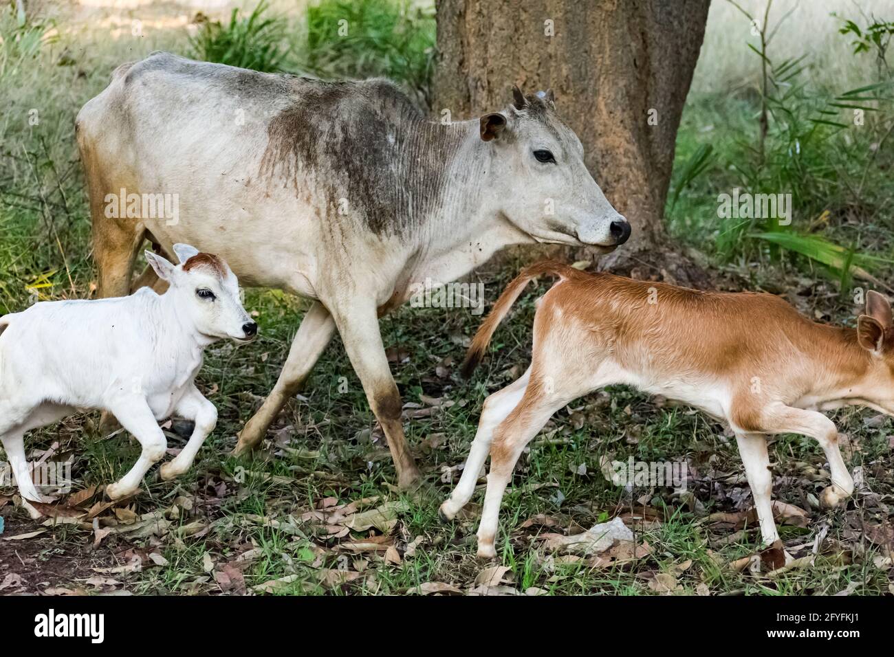 cute & small cow-calf standing on the village road in the evening looks ...