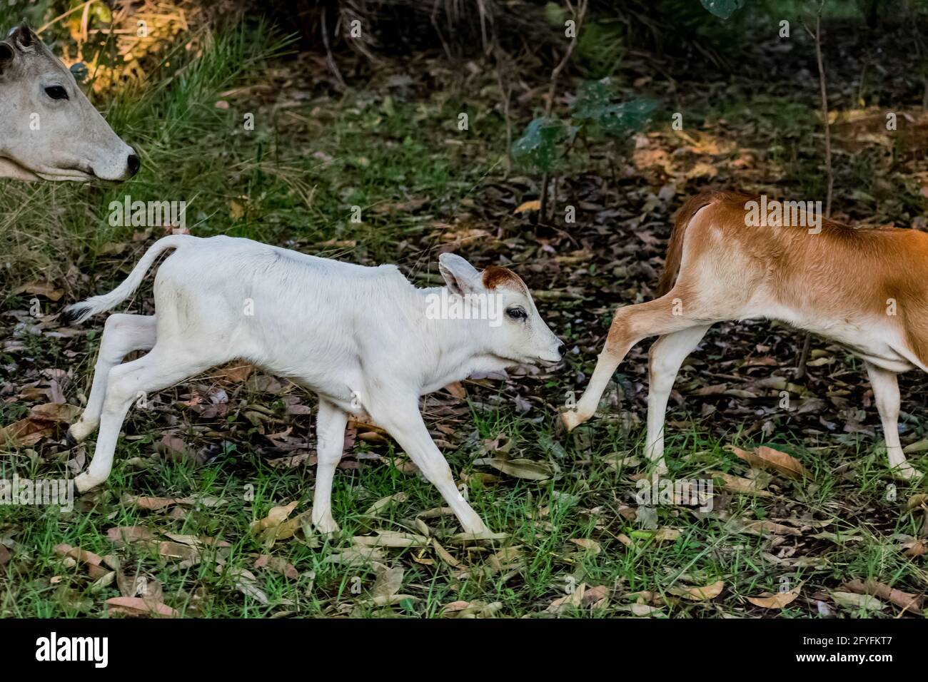 cute & small cow-calf standing on the village road in the evening looks ...