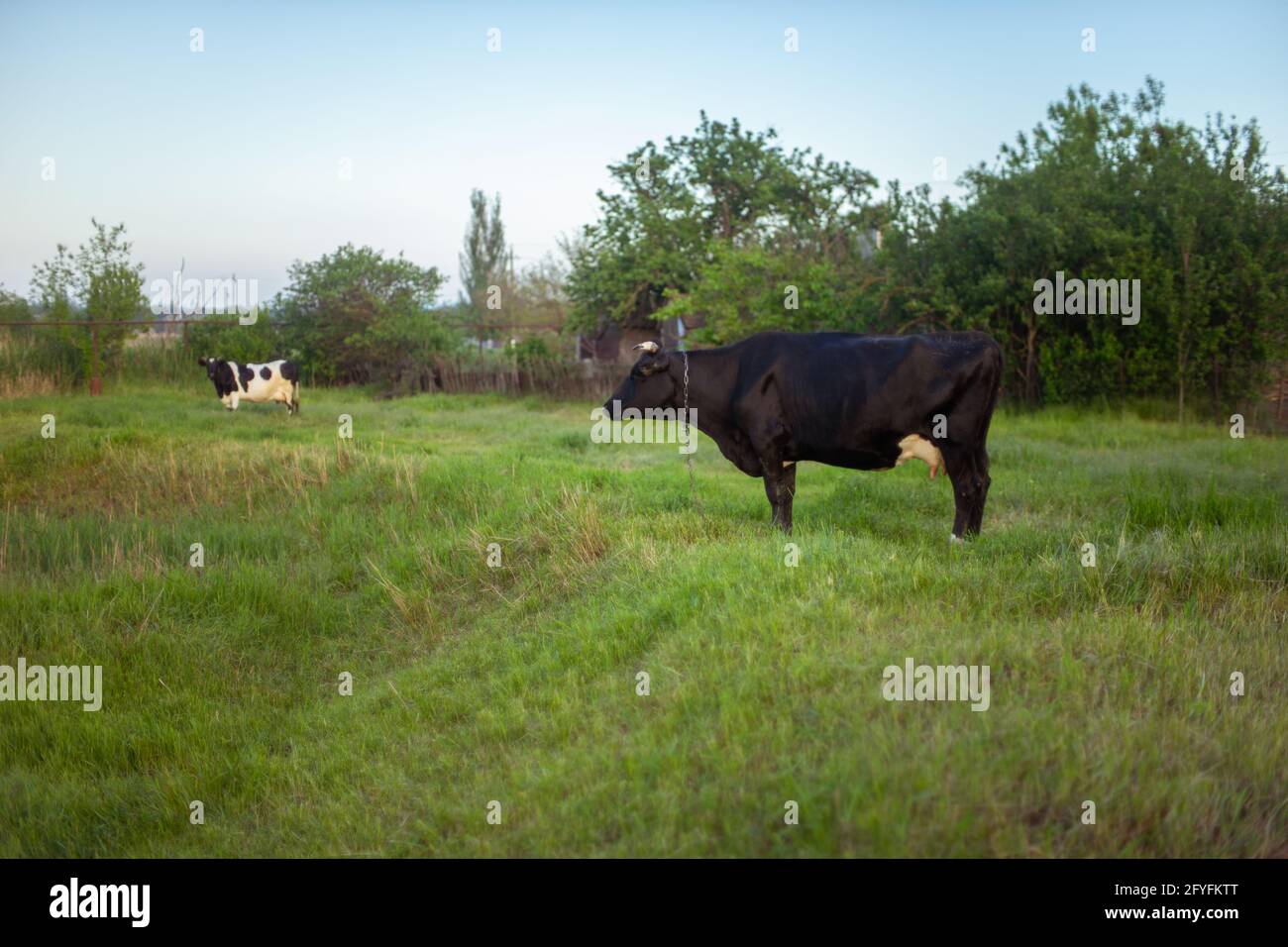 Sping green grass hi-res stock photography and images - Alamy