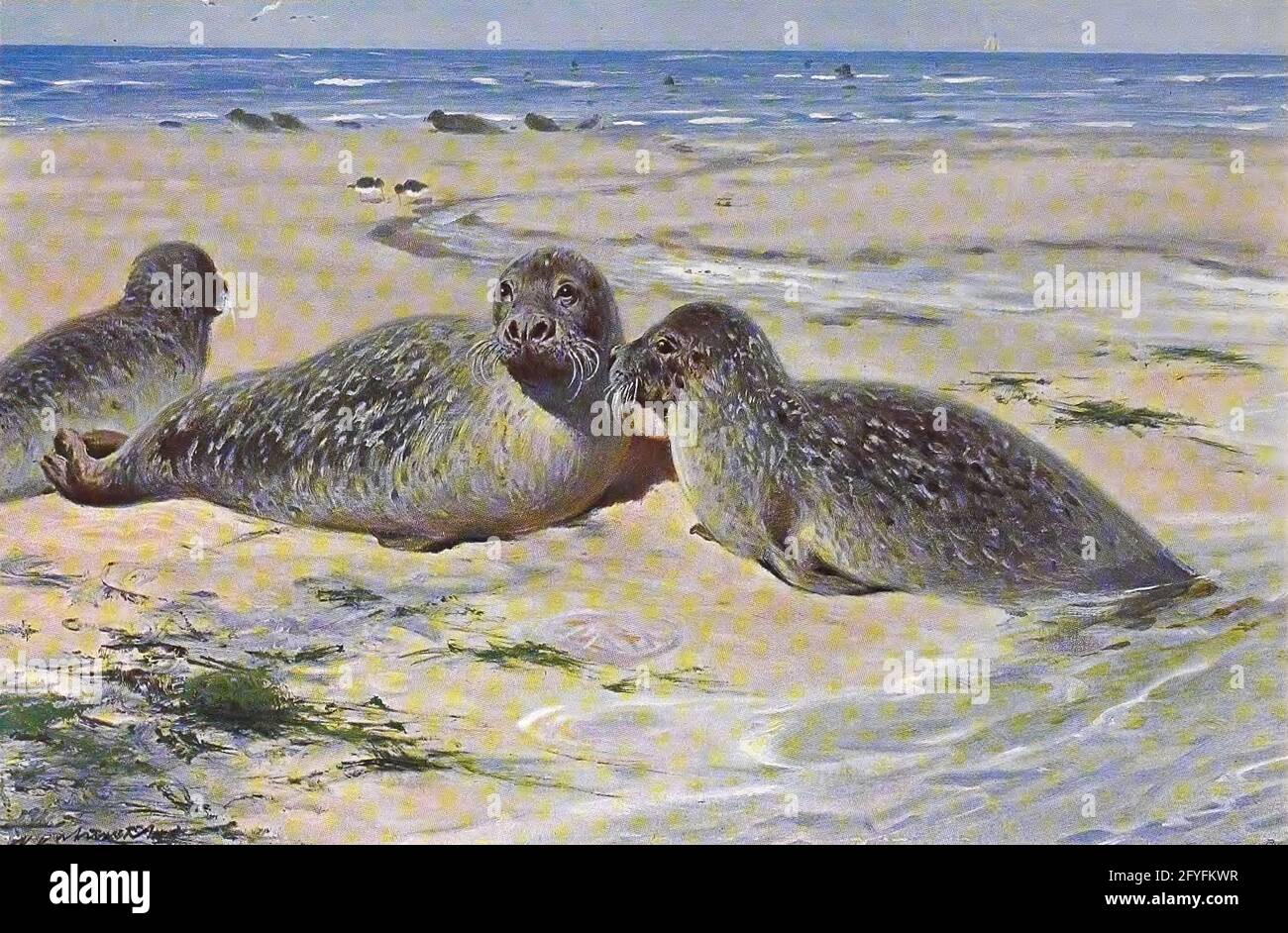 Eared seals in atlantic hi-res stock photography and images - Alamy