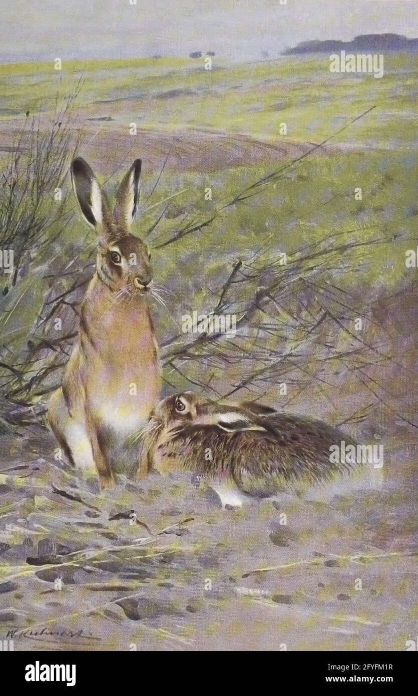 The European hare (Lepus europaeus), also known as the brown hare, is a ...