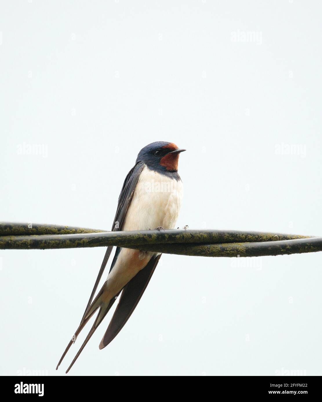 Swallows flying ireland hi-res stock photography and images - Alamy