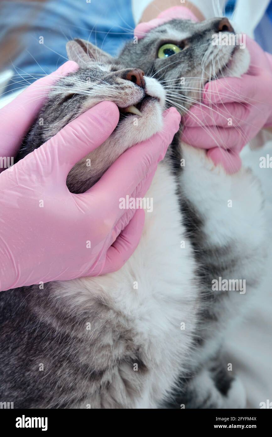 The vet doctor checks the diseases of the teeth and mouth of the cat in ...