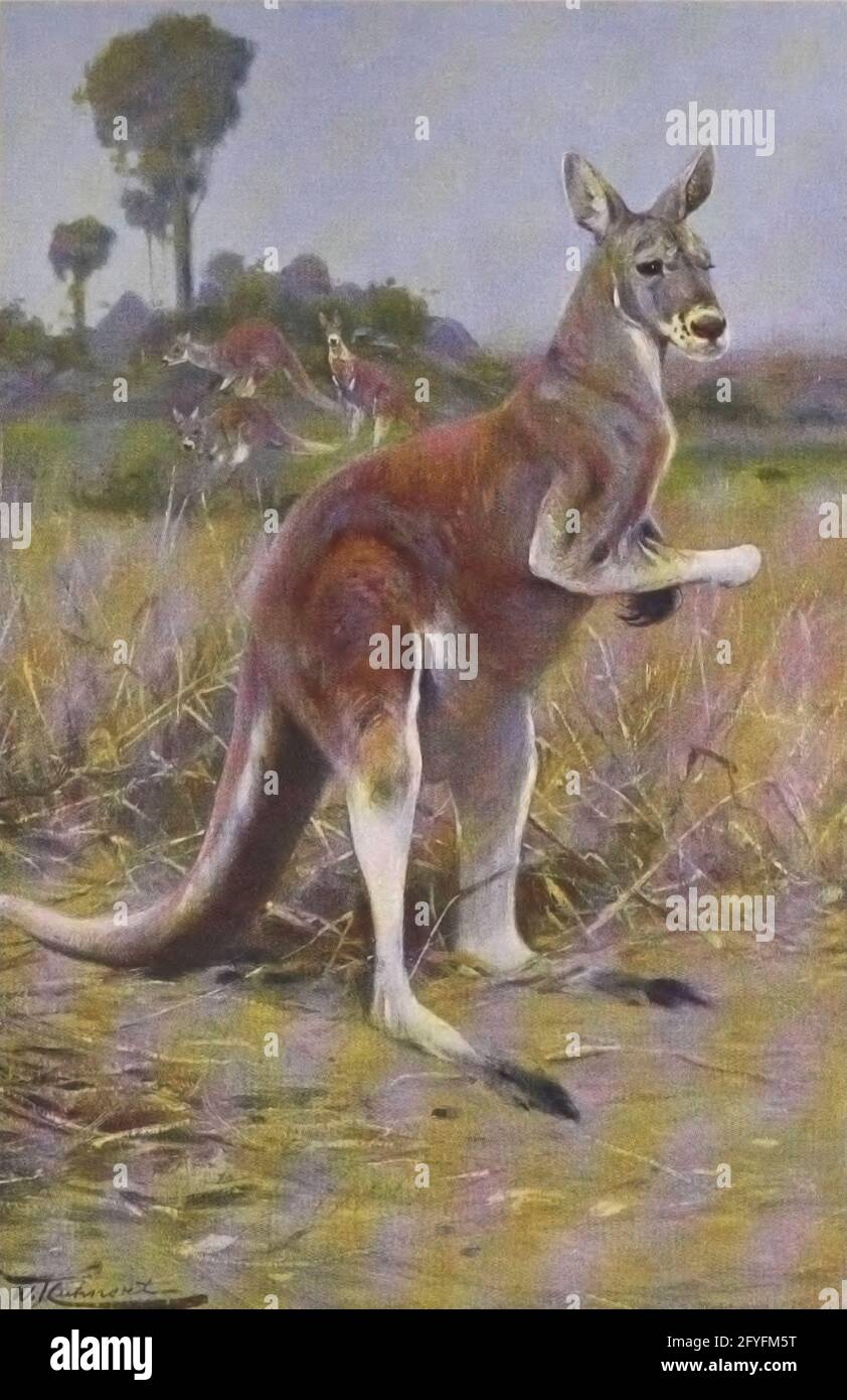 The red kangaroo (Osphranter rufus here as Macropus rufus) is the ...