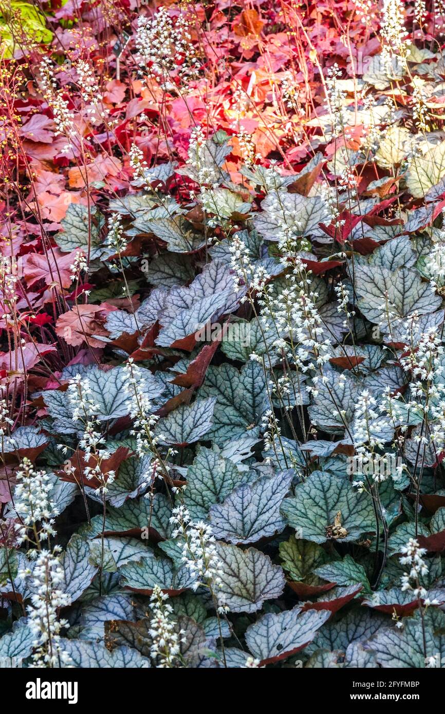 Flowerbed mixed from different colored leaves of Heucheras, Heucherella ...