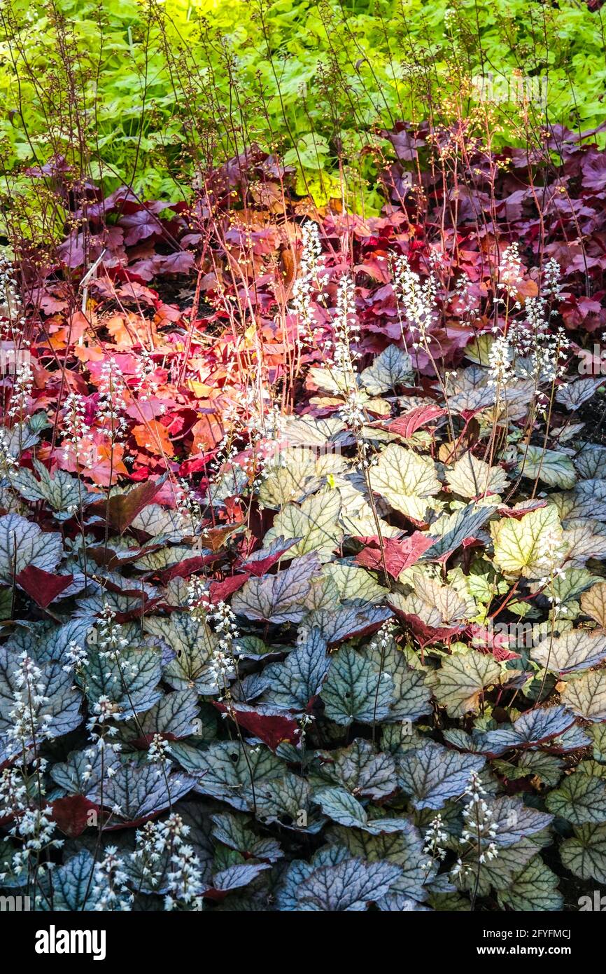 Heucherella twilight heuchera northern exposure red hi-res stock ...