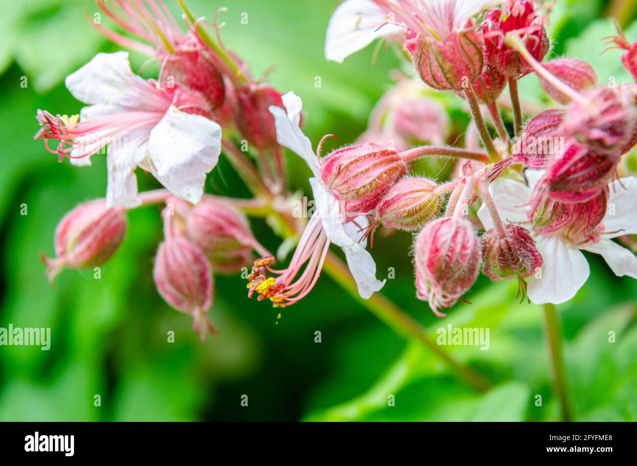 Big root geranium hi-res stock photography and images - Alamy