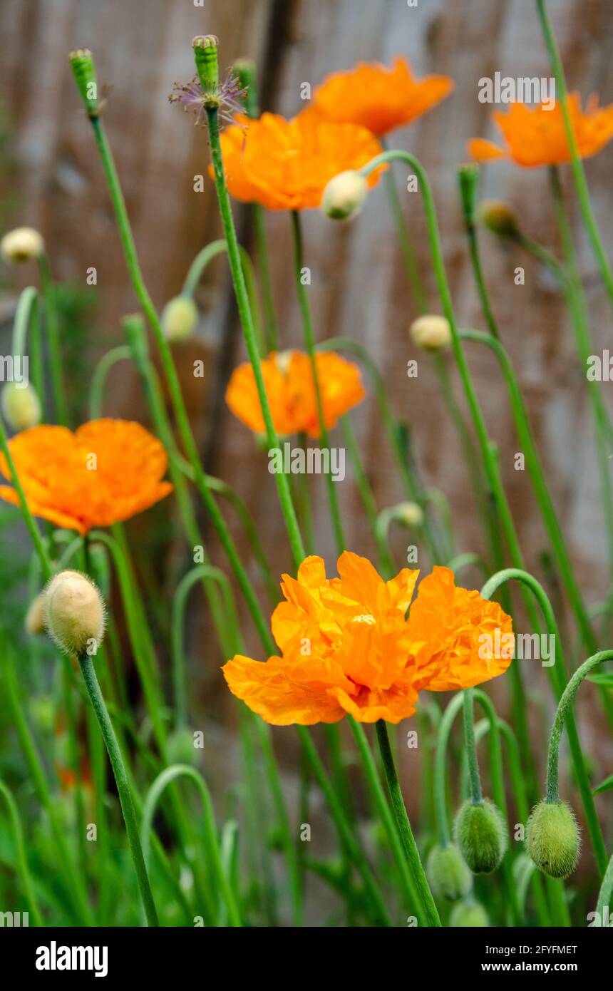 Orange poppy flowers hi-res stock photography and images - Alamy