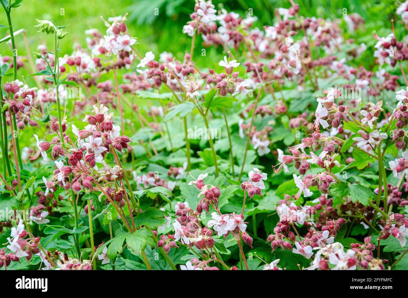 Big root geranium hi-res stock photography and images - Alamy