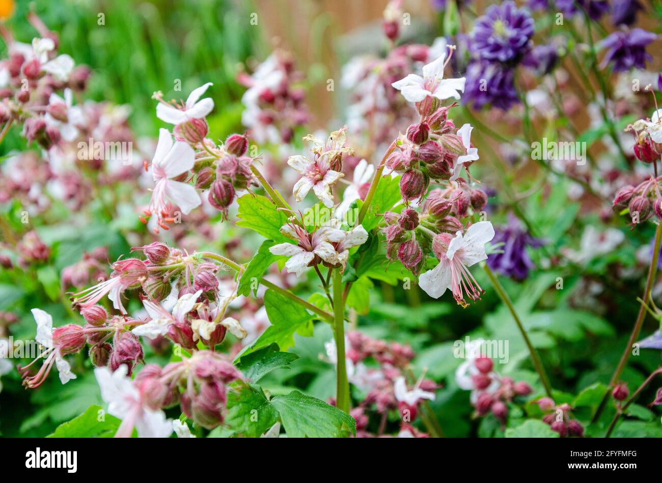 Big root geranium hi-res stock photography and images - Alamy