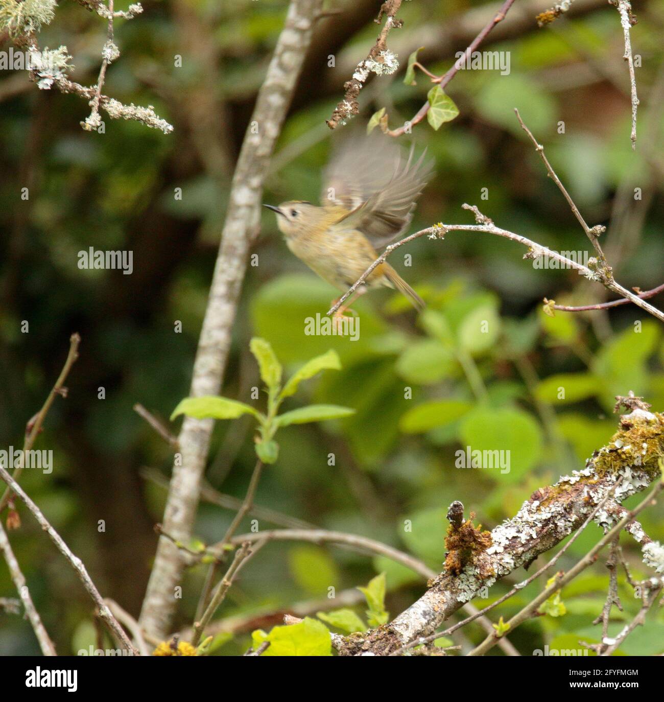 Watching goldcrest hi-res stock photography and images - Alamy