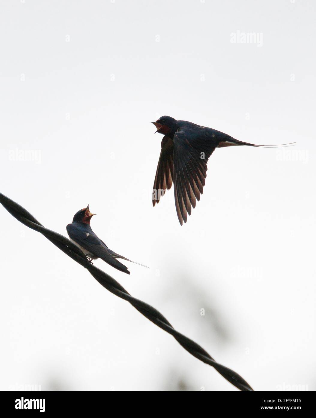 Mating swallows hi-res stock photography and images - Alamy