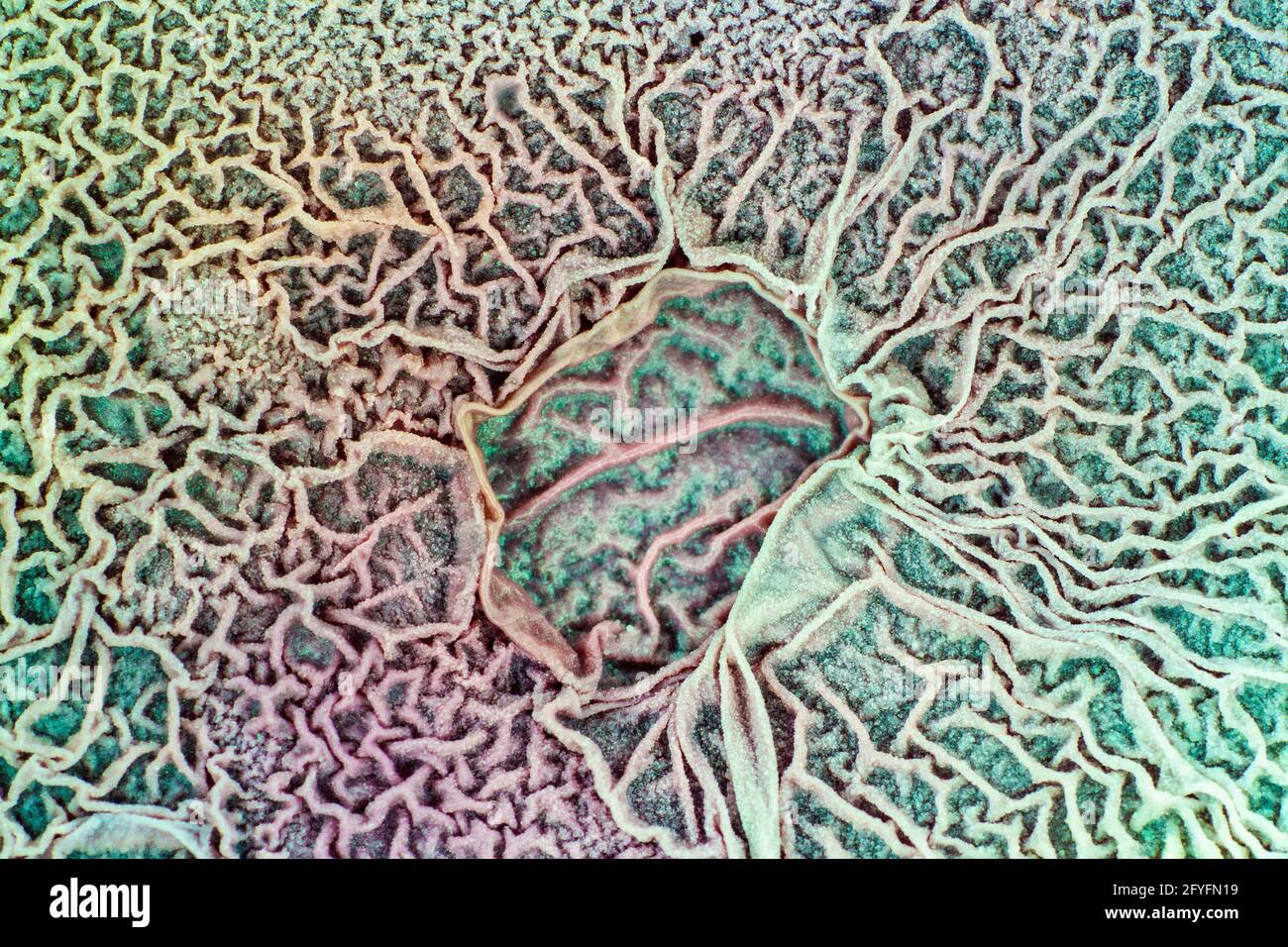 Tainted food hi-res stock photography and images - Alamy