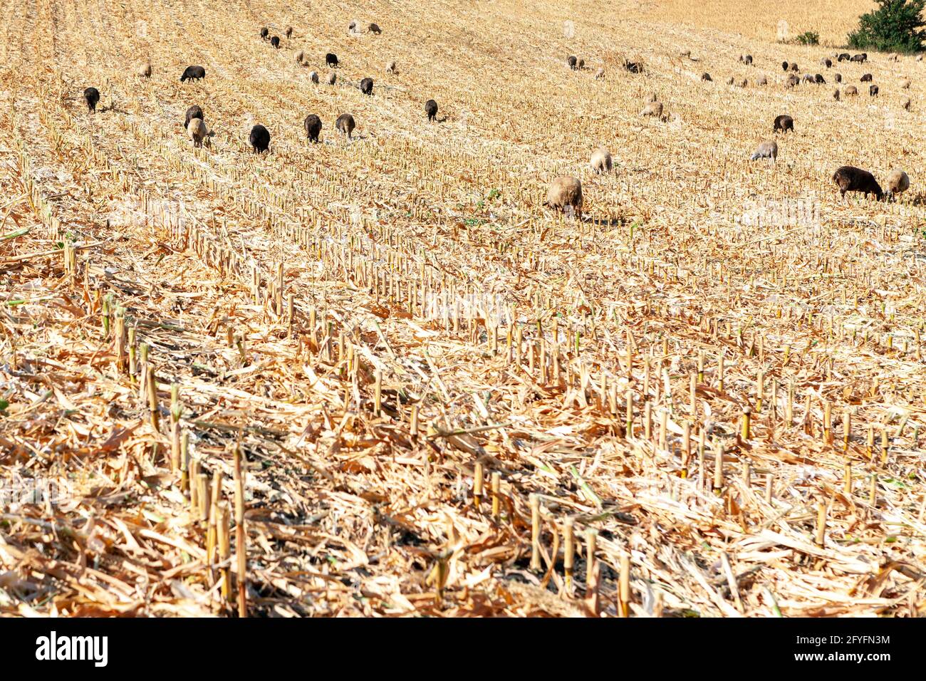 Harvesting by animals hi-res stock photography and images - Alamy