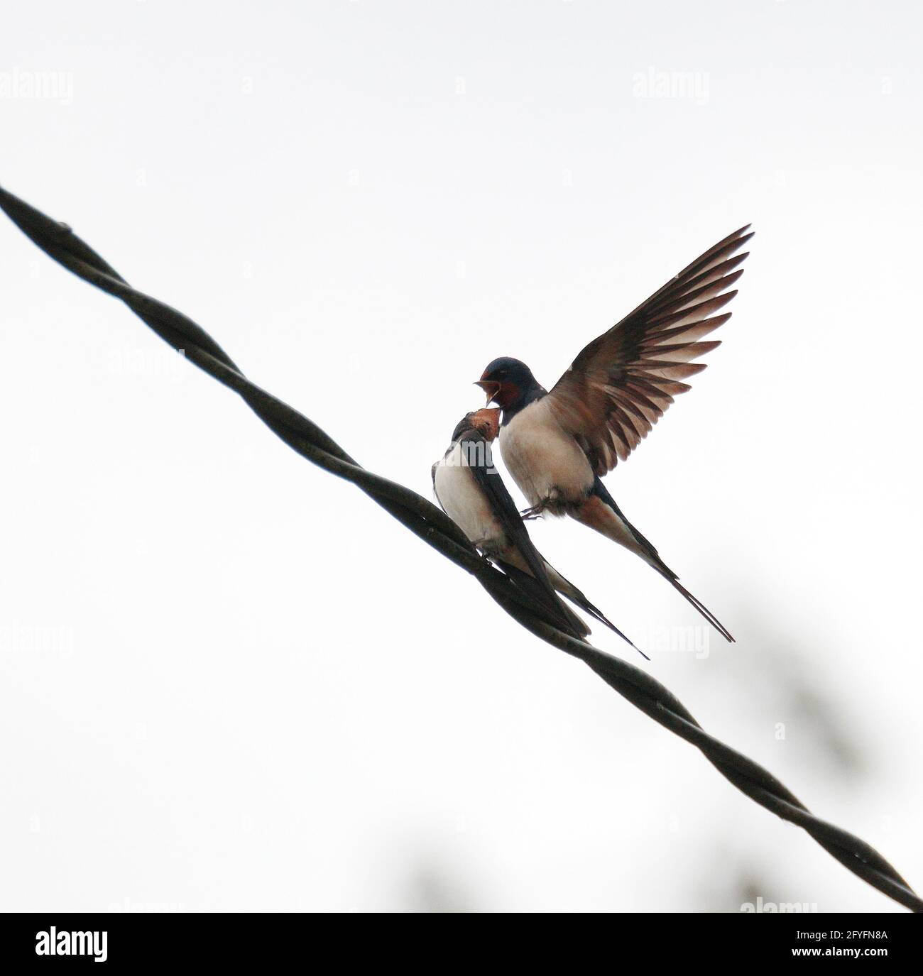 Swallows flying ireland hi-res stock photography and images - Alamy