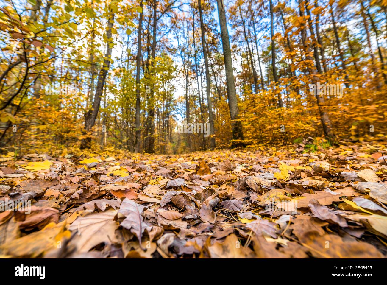 Forest pathway low angle view hi-res stock photography and images - Alamy