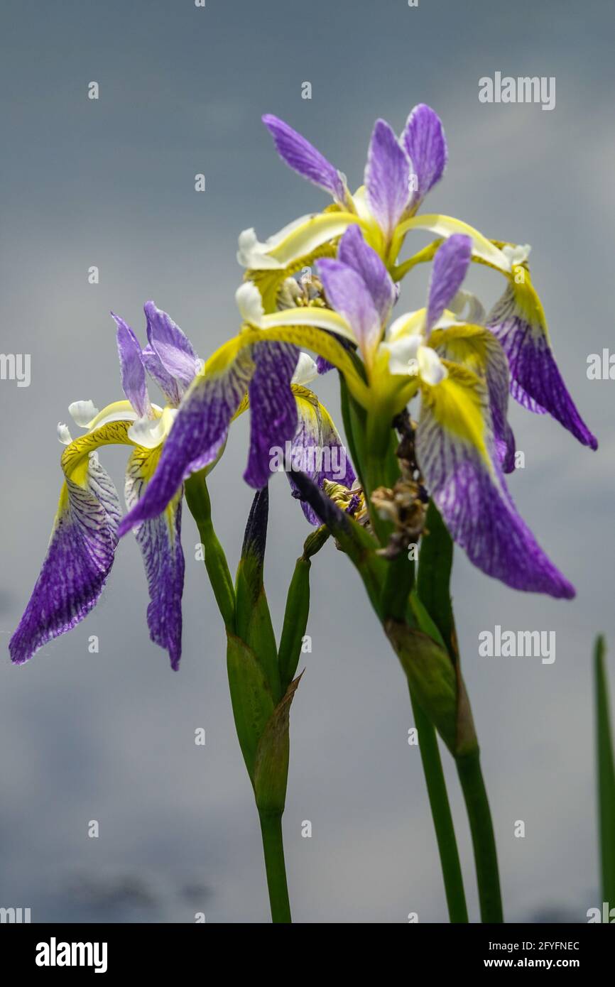 Blue Iris versicolor Sky Background Portrait Flower Irises Purple ...