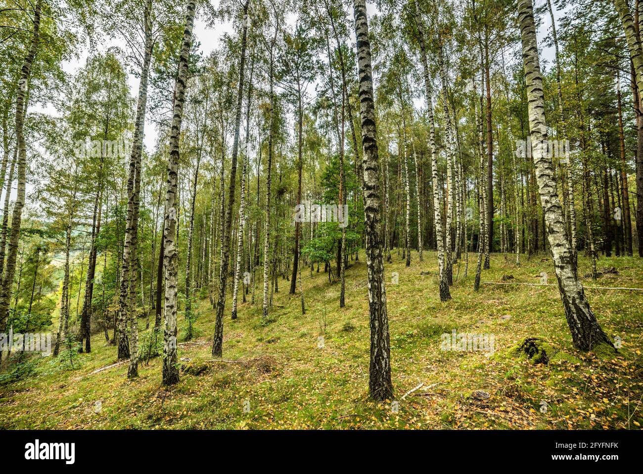 Early autumn forest, landscape, autumn birch trees with fallen leaves ...