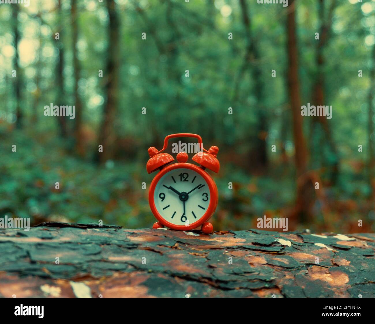 Small red alarm clock on a forest stump. Alarm clock in the forest on ...