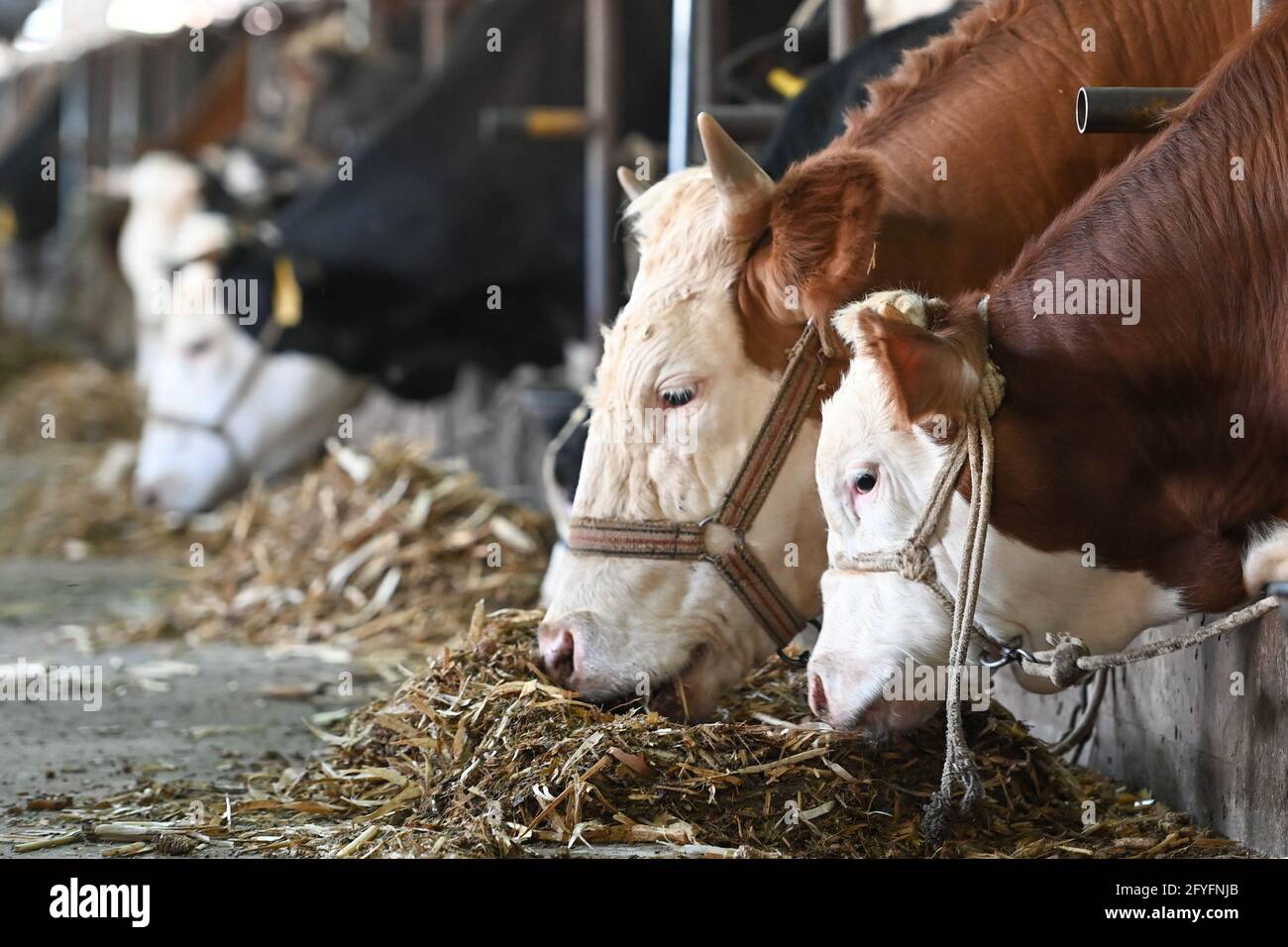 Industrial cattle farmers hi-res stock photography and images - Alamy