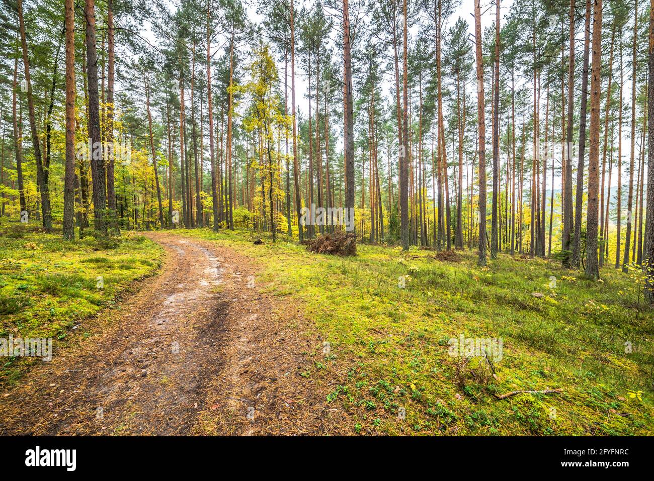Road in autumn forest, fall landscape Stock Photo - Alamy
