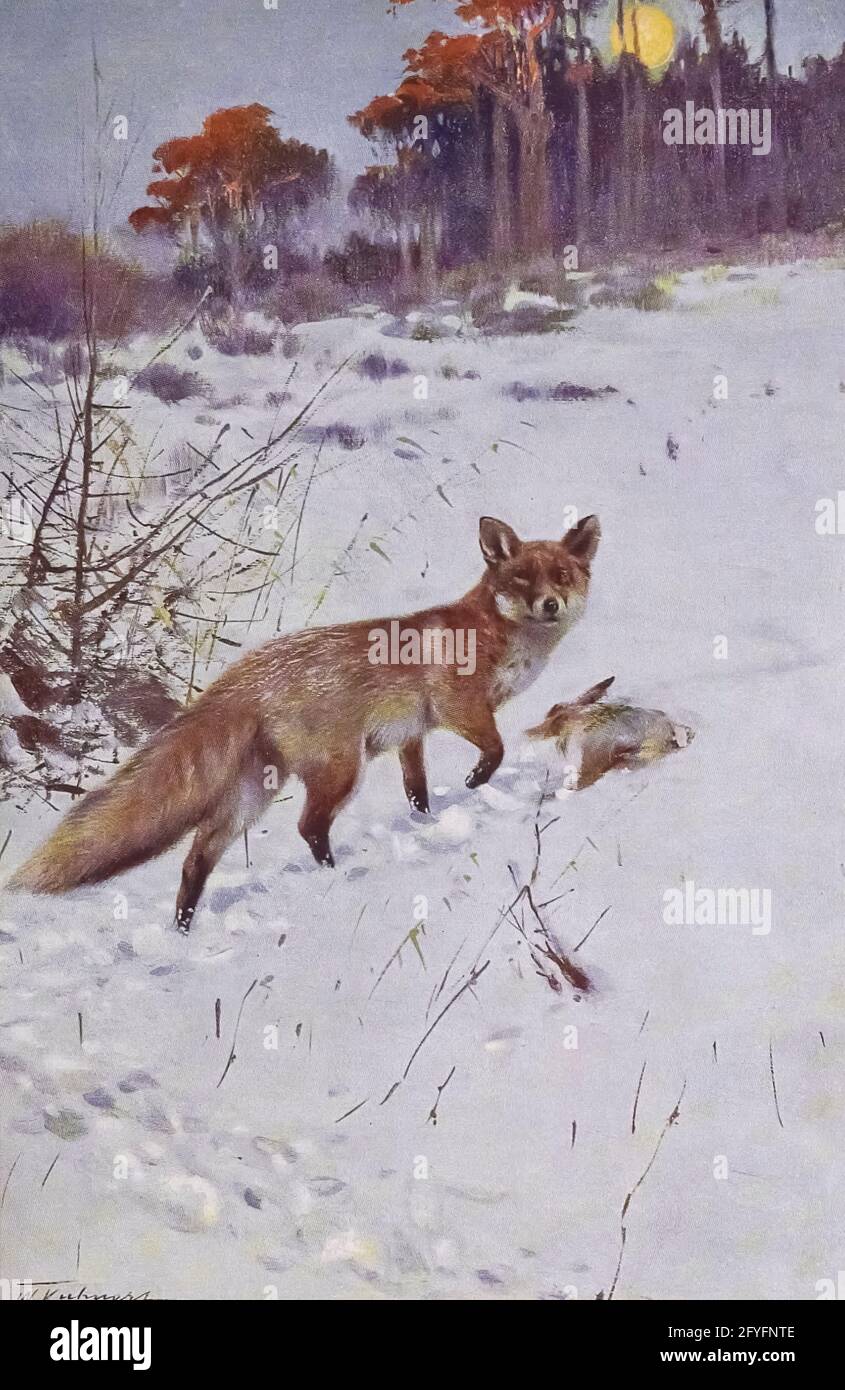 Illustrations fox hi-res stock photography and images - Alamy