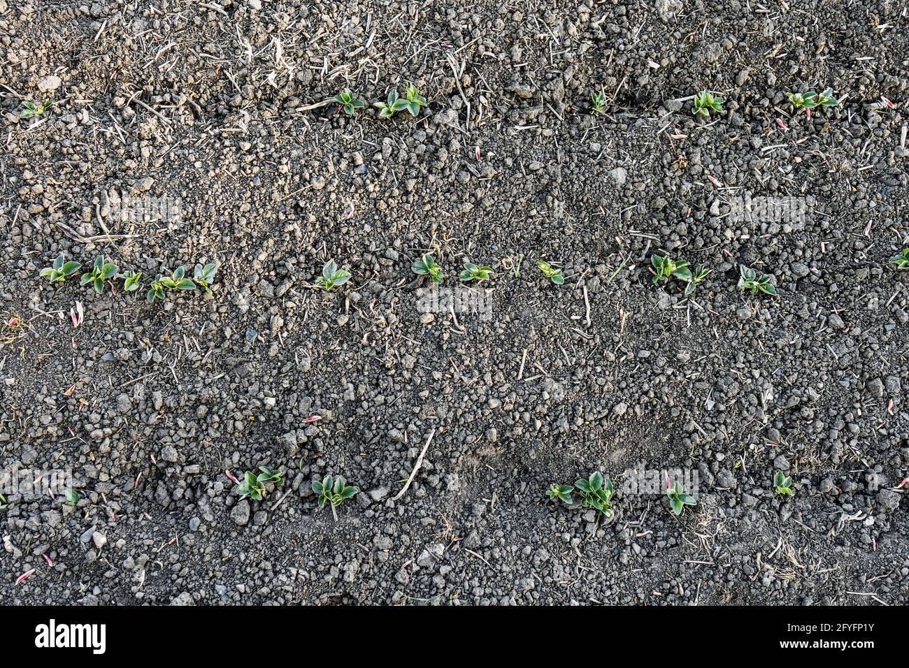Cultivation Fava Beans Field High Resolution Stock Photography and ...
