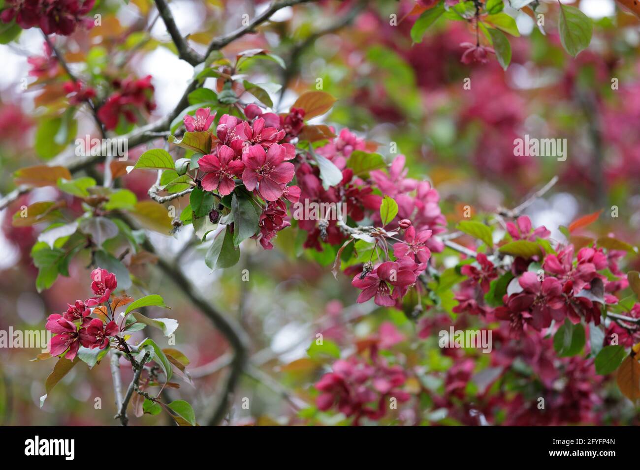 Beautiful apple tree flowering in city park close-up Stock Photo - Alamy