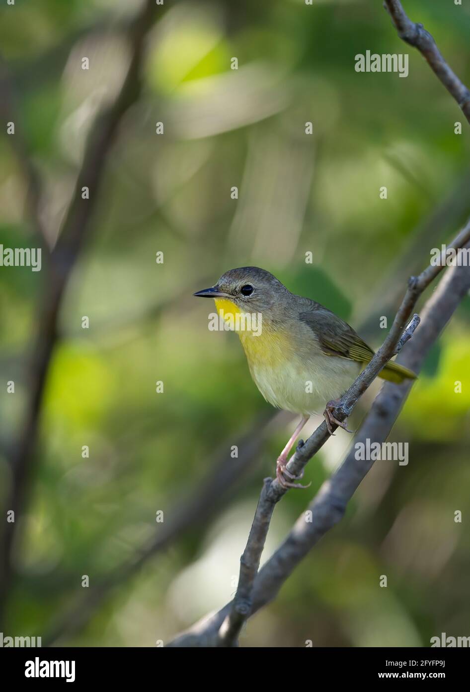 Common yellowthroat female hi-res stock photography and images - Alamy