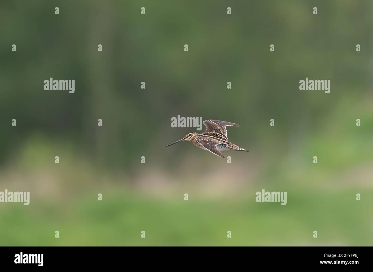 Wilson's snipe in flight on a beautiful spring morning in Canada Stock ...