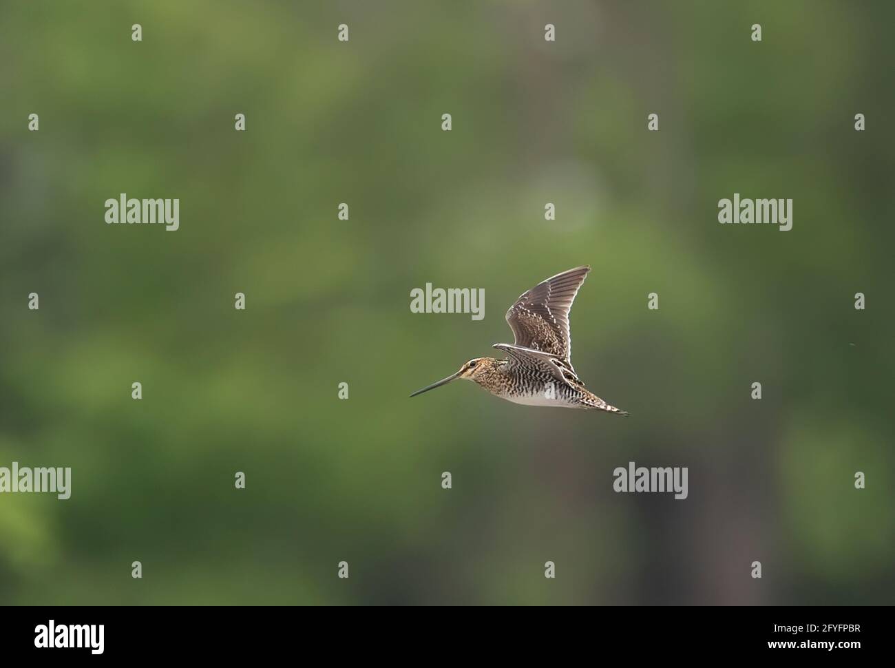 Wilson's snipe in flight on a beautiful spring morning in Canada Stock ...