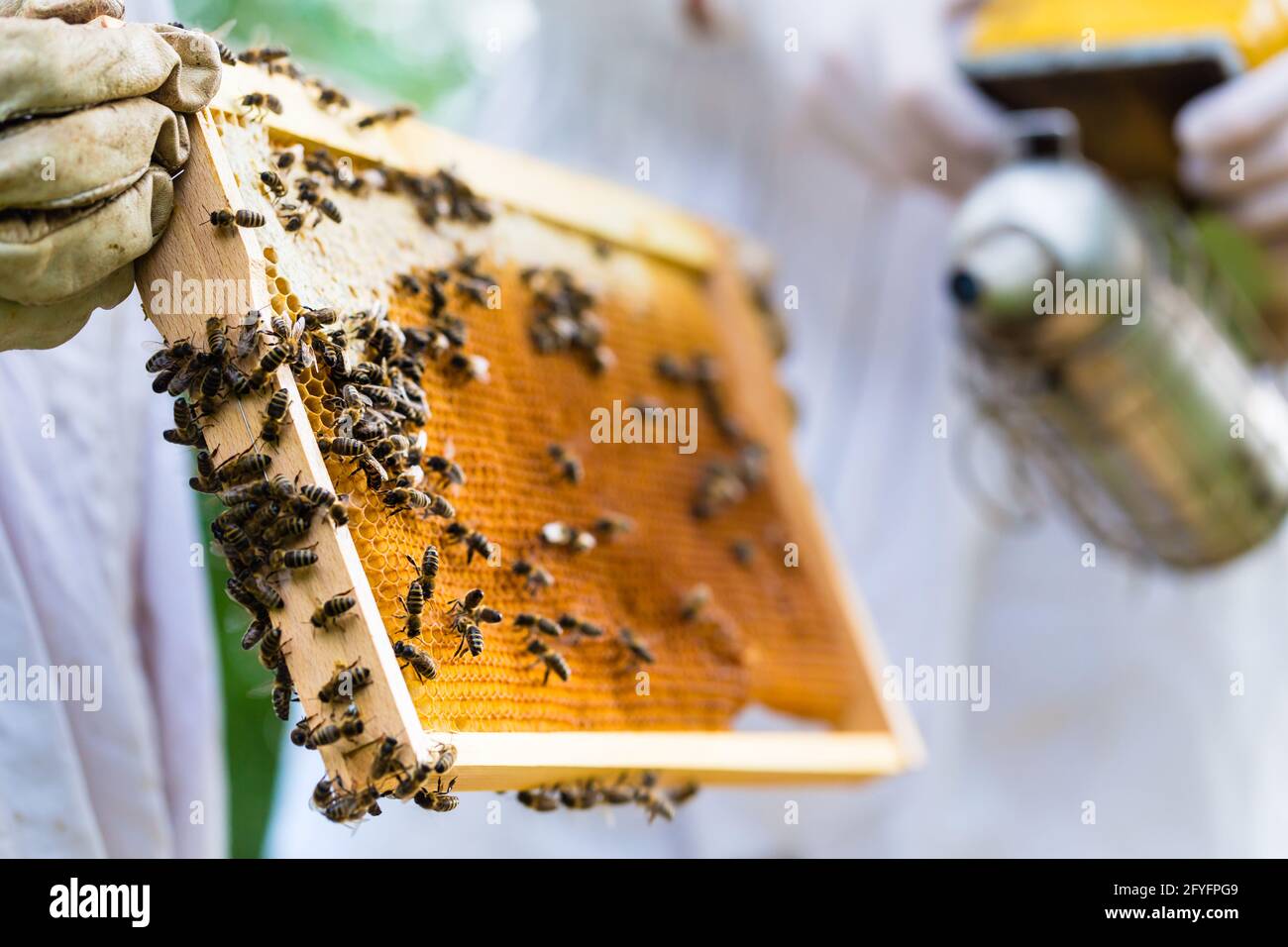Beekeeper with smoker controlling beehive and comb frame Stock Photo ...