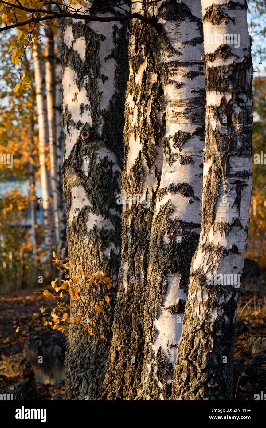 Birch tree and foliage in autumn colors at sunny day Stock Photo - Alamy