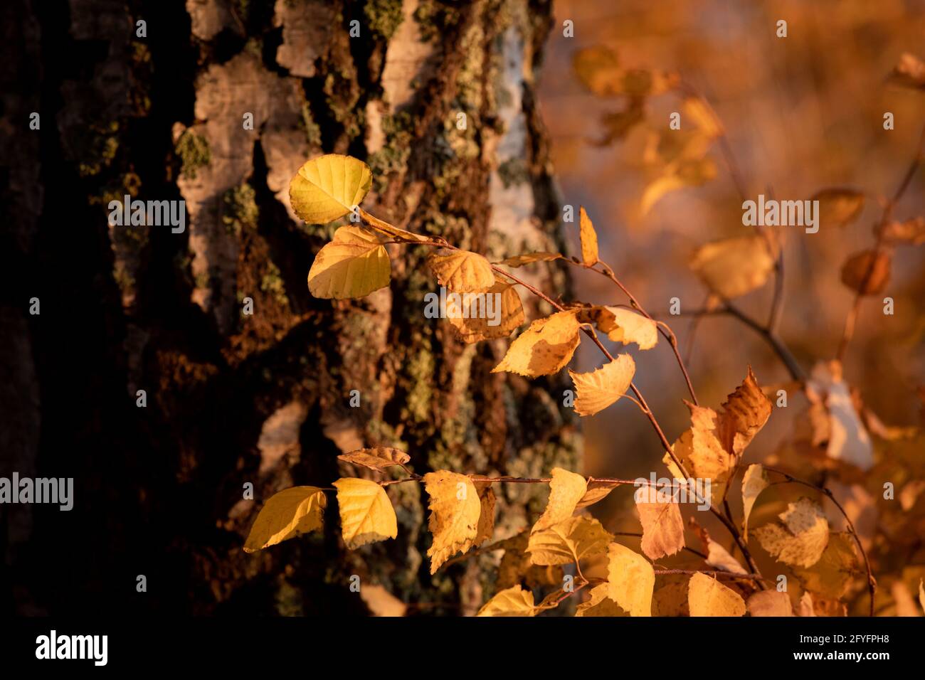 Birch tree and foliage in autumn colors at sunny day Stock Photo - Alamy