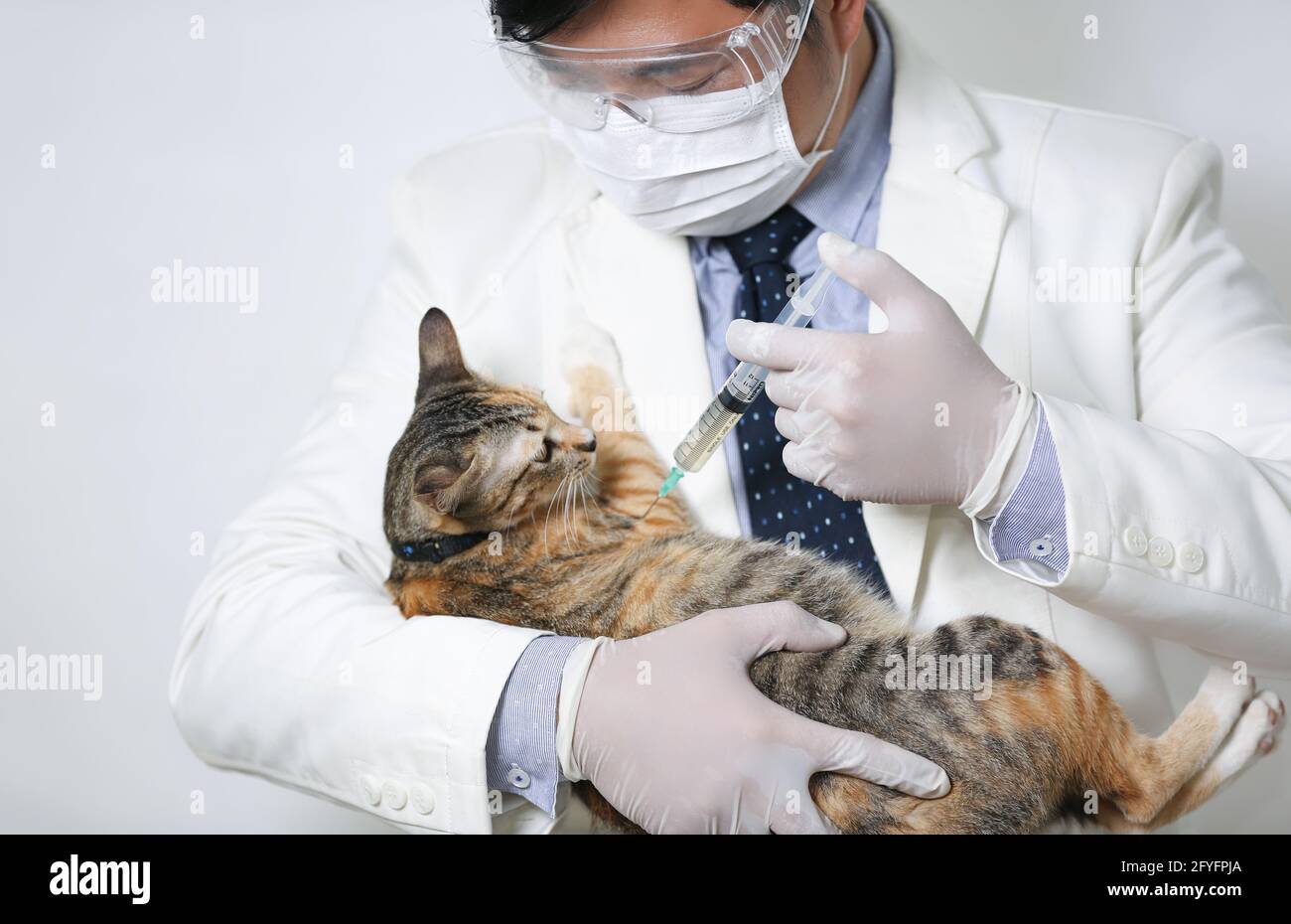 doctor holding cat and inject vaccine medicine into cat Stock Photo - Alamy