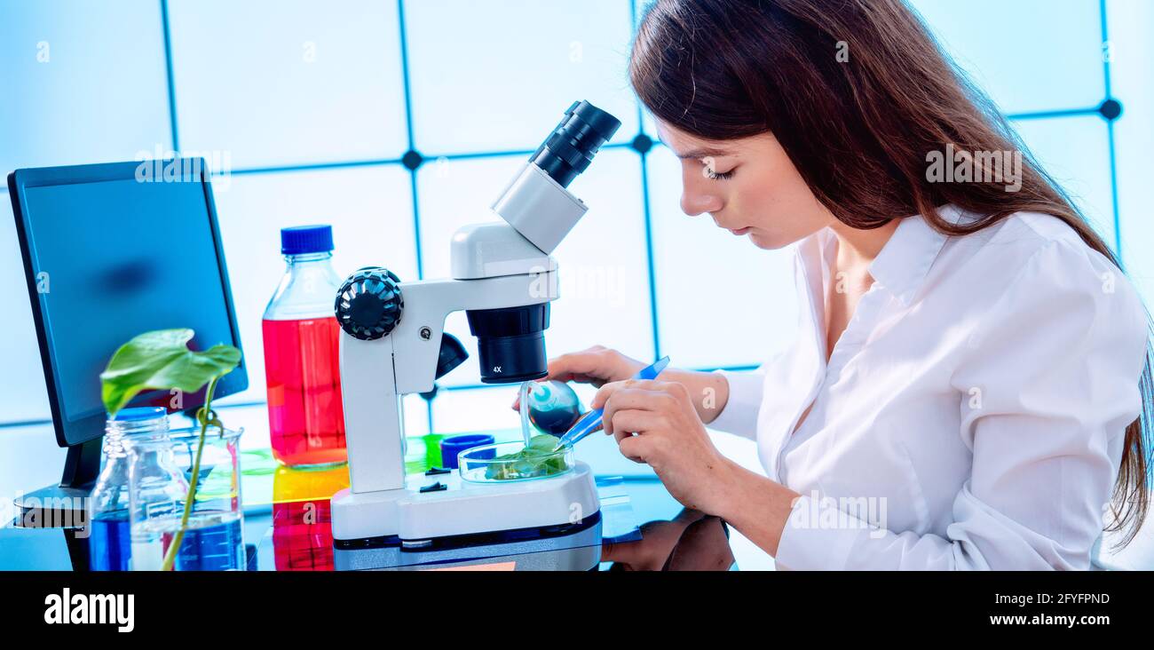 Young woman with microscope in GMO laboratory. Study of green plant of ...