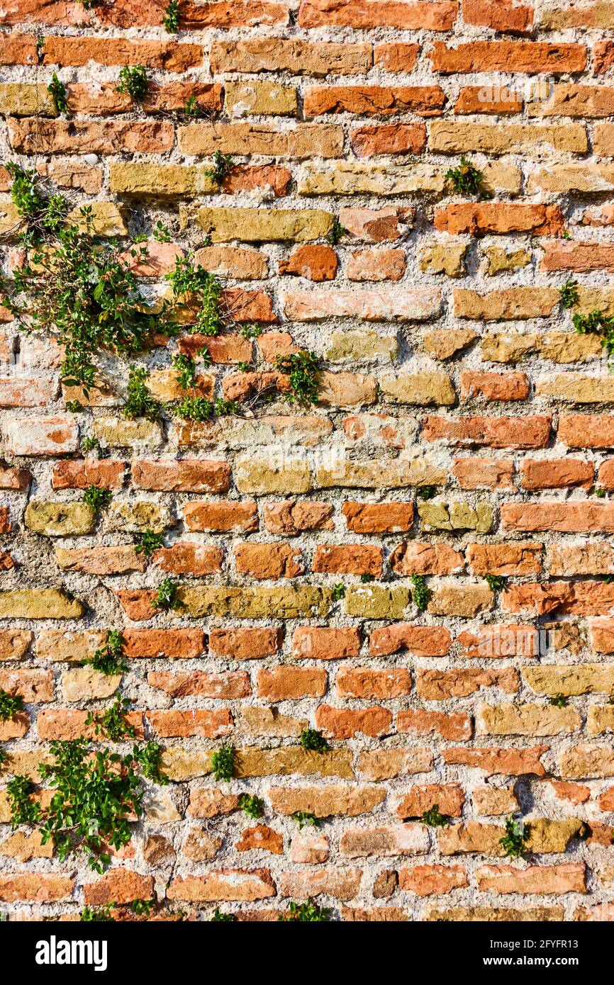 Stone wall plants background texture hi-res stock photography and ...