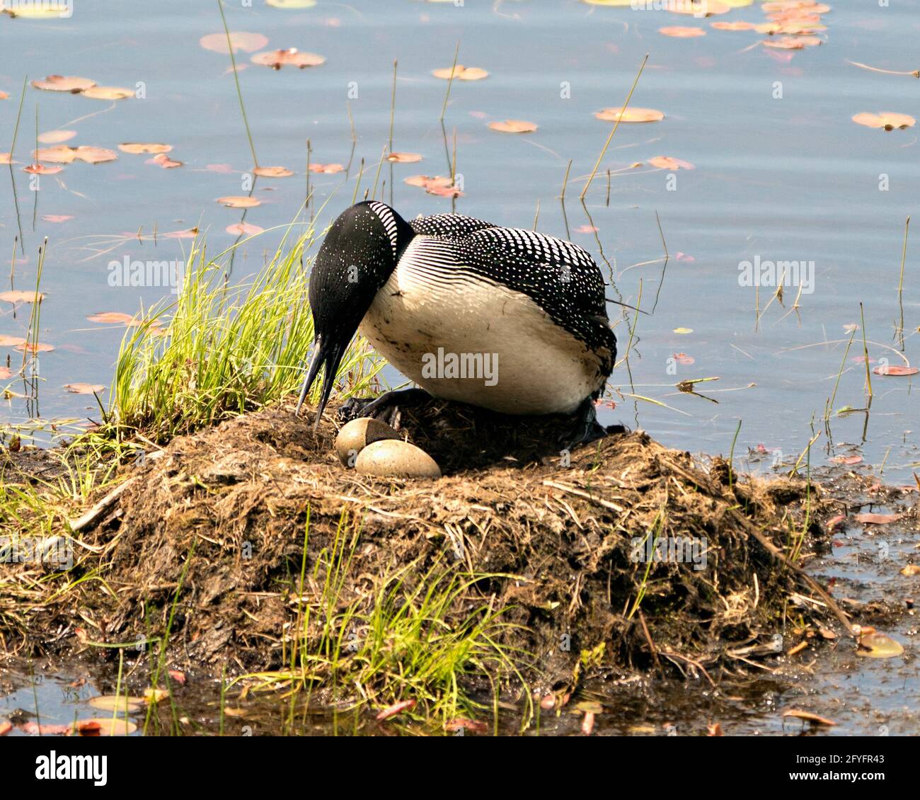 Brood eggs hi-res stock photography and images - Alamy