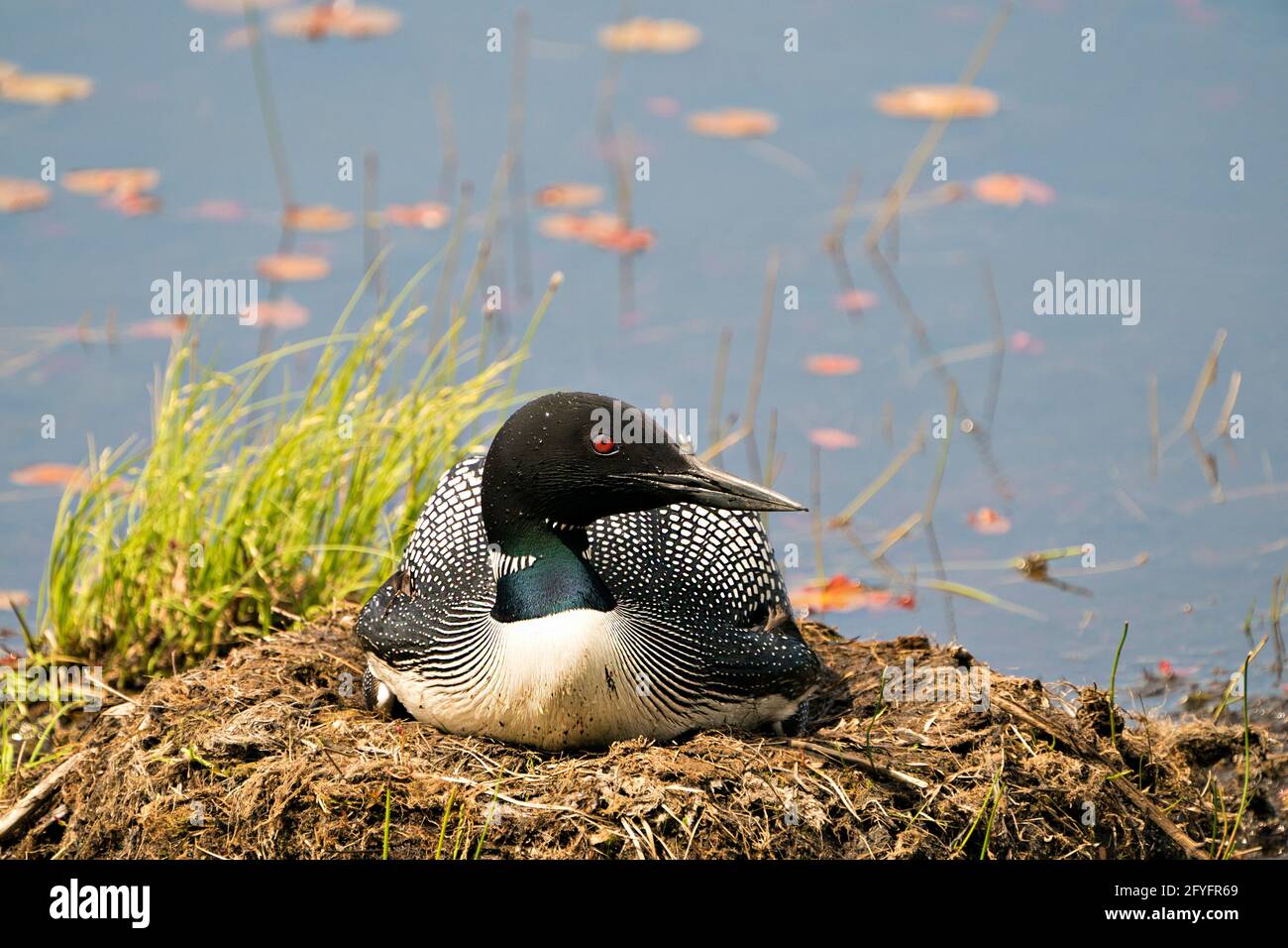 Common Loon close-up view nesting on its nest with marsh grasses, mud and water in its ...