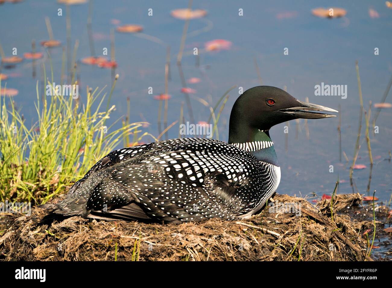 Common Loon close-up view nesting on its nest with marsh grasses, mud and water in its ...