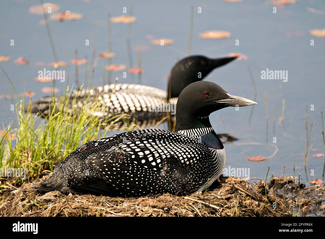 Common Loon couple protecting the nest with lily water pads background ...