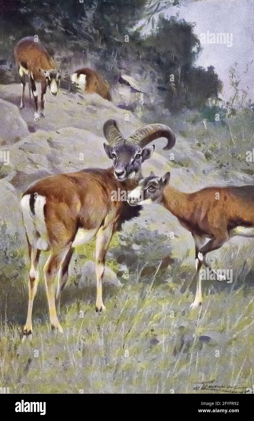 Mouflon (Ovis gmelini here as Ovis musimon) is a wild sheep native to ...