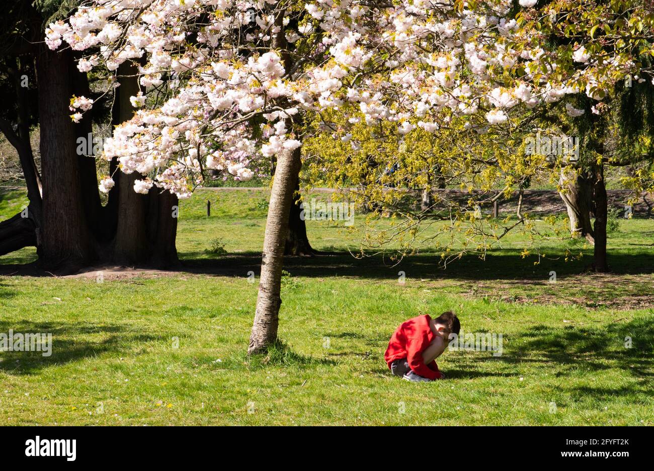 Flowering cherry number Stock Photo - Alamy