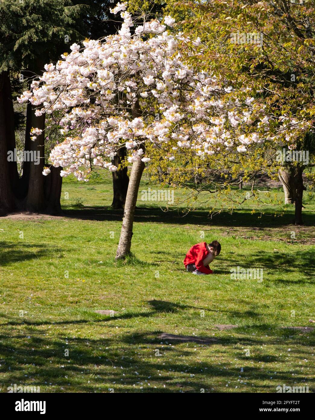 Flowering cherry number Stock Photo - Alamy