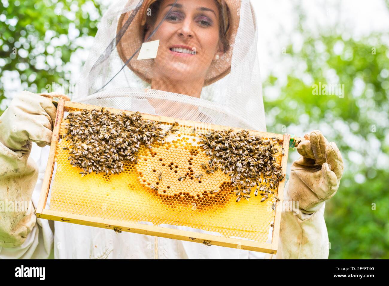 Beekeeper controlling beehive and comb frame Stock Photo - Alamy