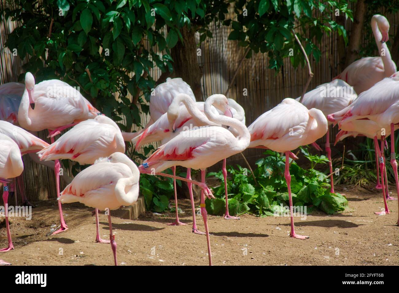 Flamingo bird standing on one leg hi-res stock photography and images ...