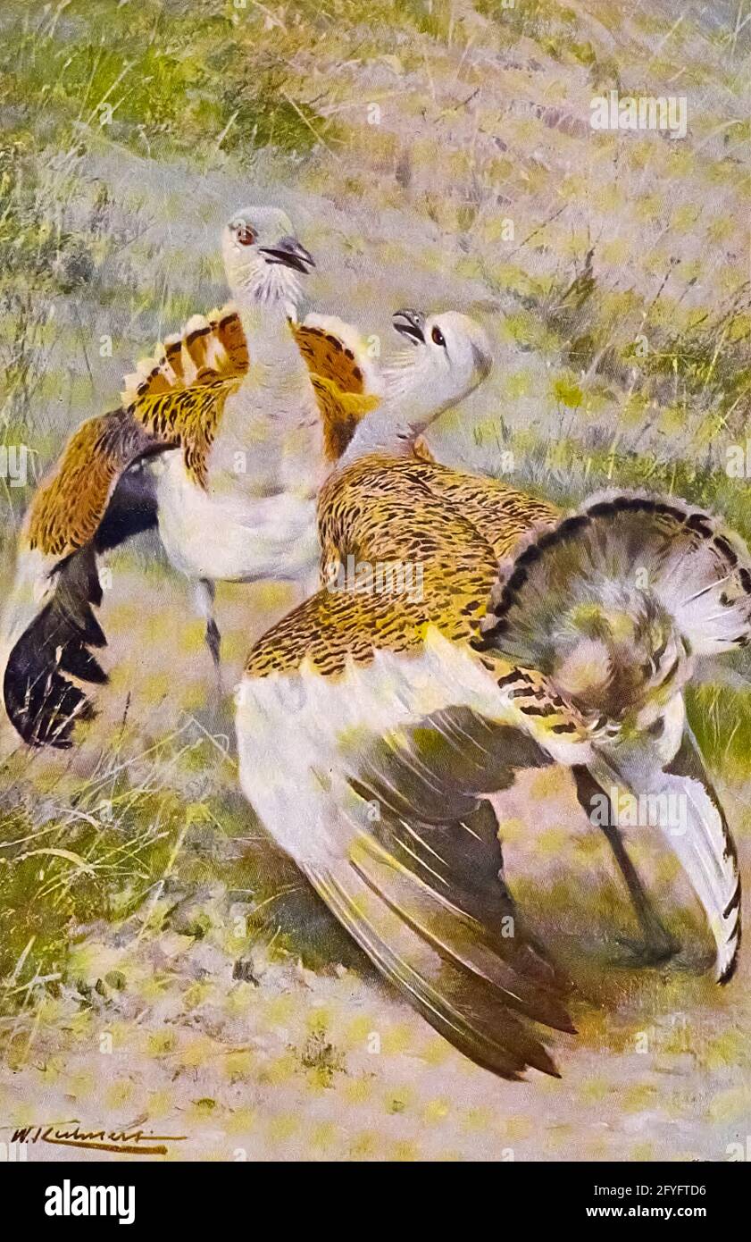 The great bustard (Otis tarda) is a bird in the bustard family, the ...