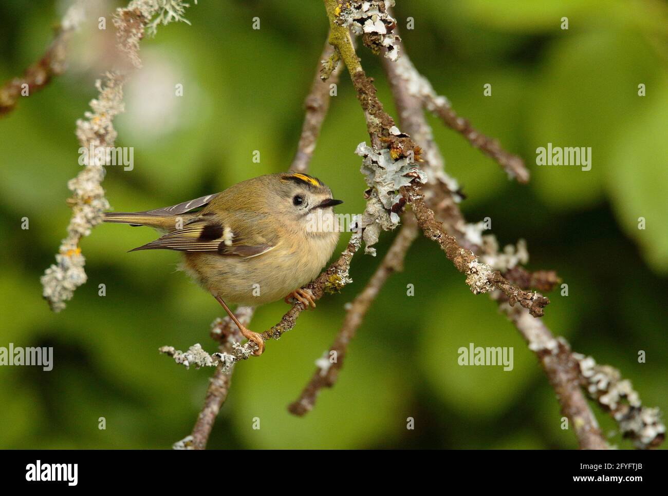 Smallest breeding bird uk hi-res stock photography and images - Alamy