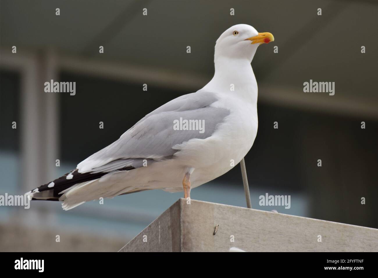 A seagull sitting in front of a window Stock Photo - Alamy