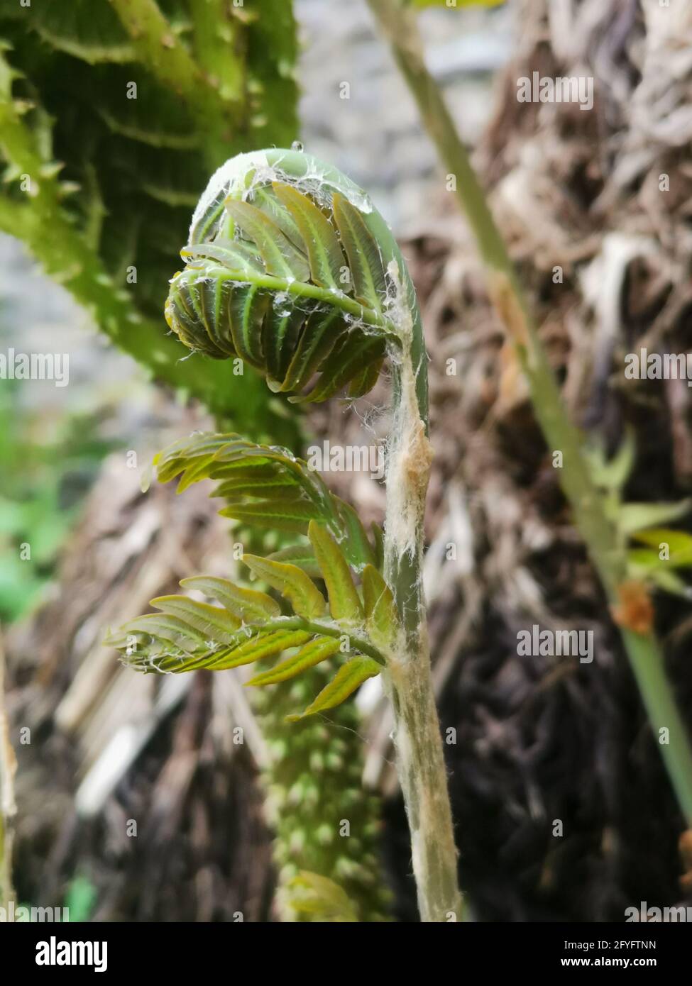 Unfurled leaf hi-res stock photography and images - Alamy